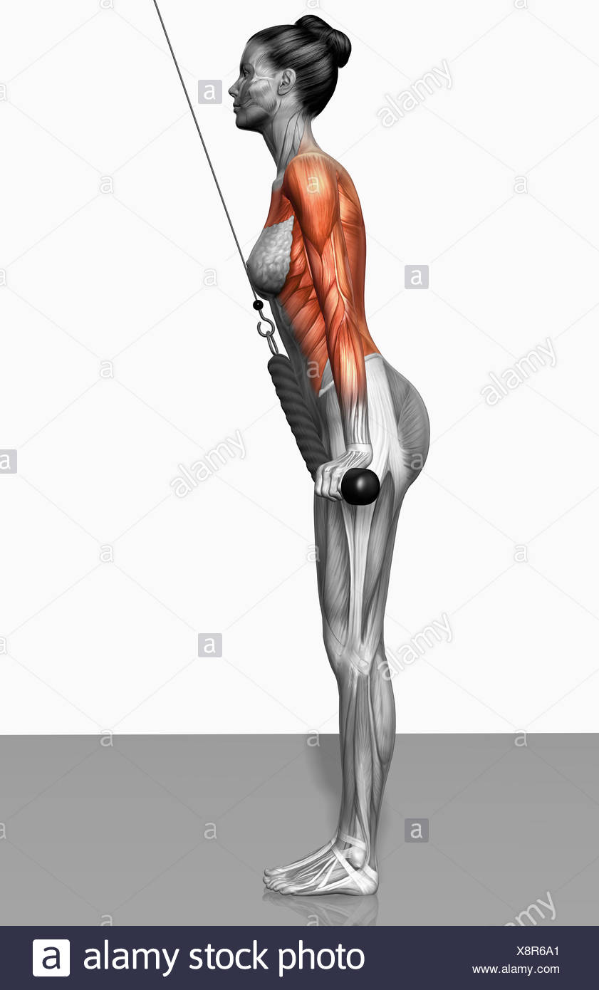 Triceps Pushdown Stock Photos & Triceps Pushdown Stock Images - Alamy