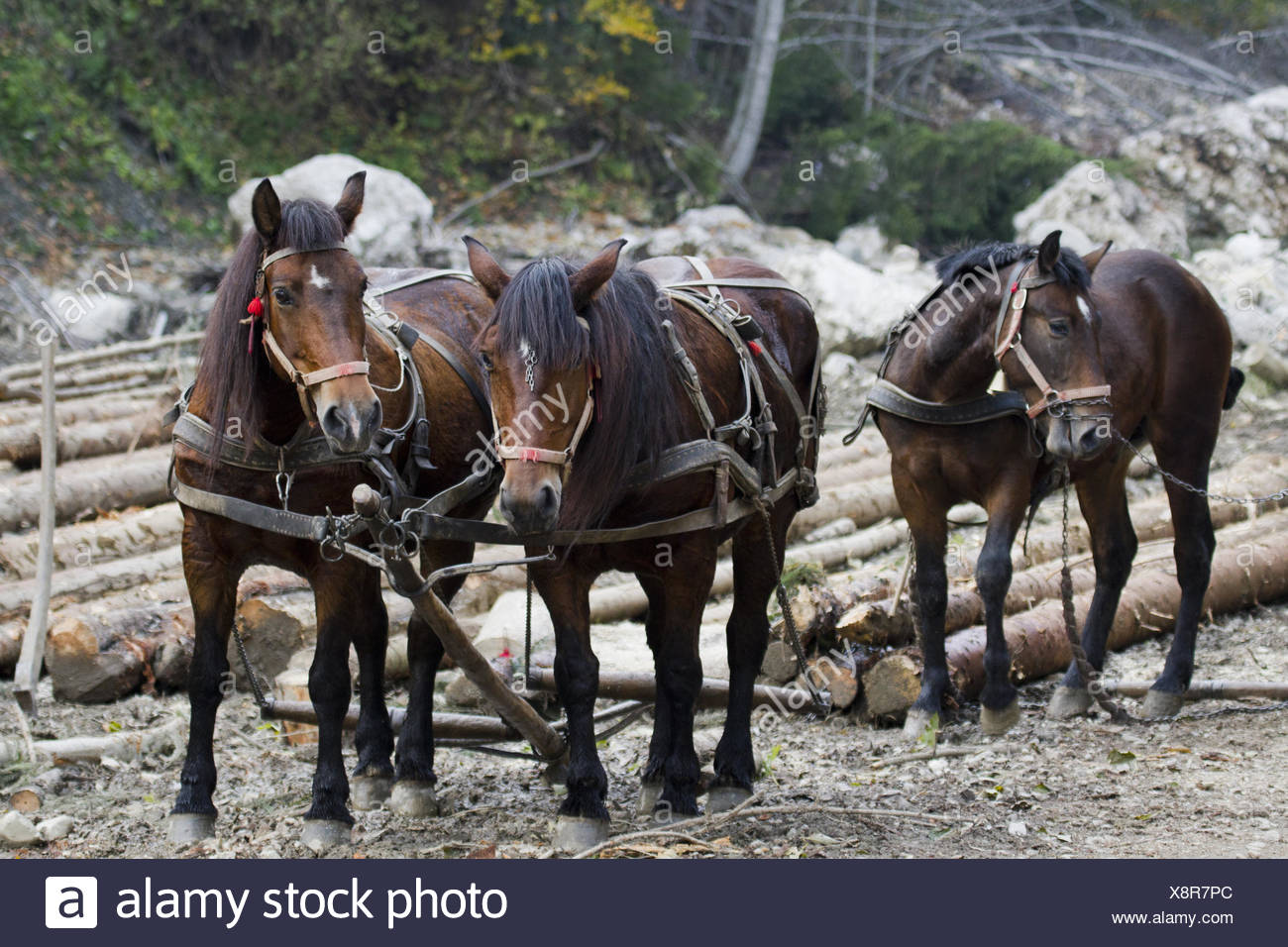 Carthorse High Resolution Stock Photography and Images - Alamy