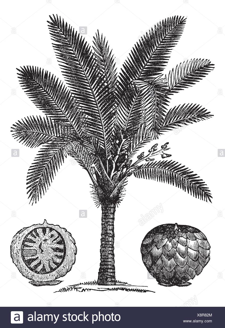 Metroxylon Sagu Stock Photos & Metroxylon Sagu Stock Images - Alamy