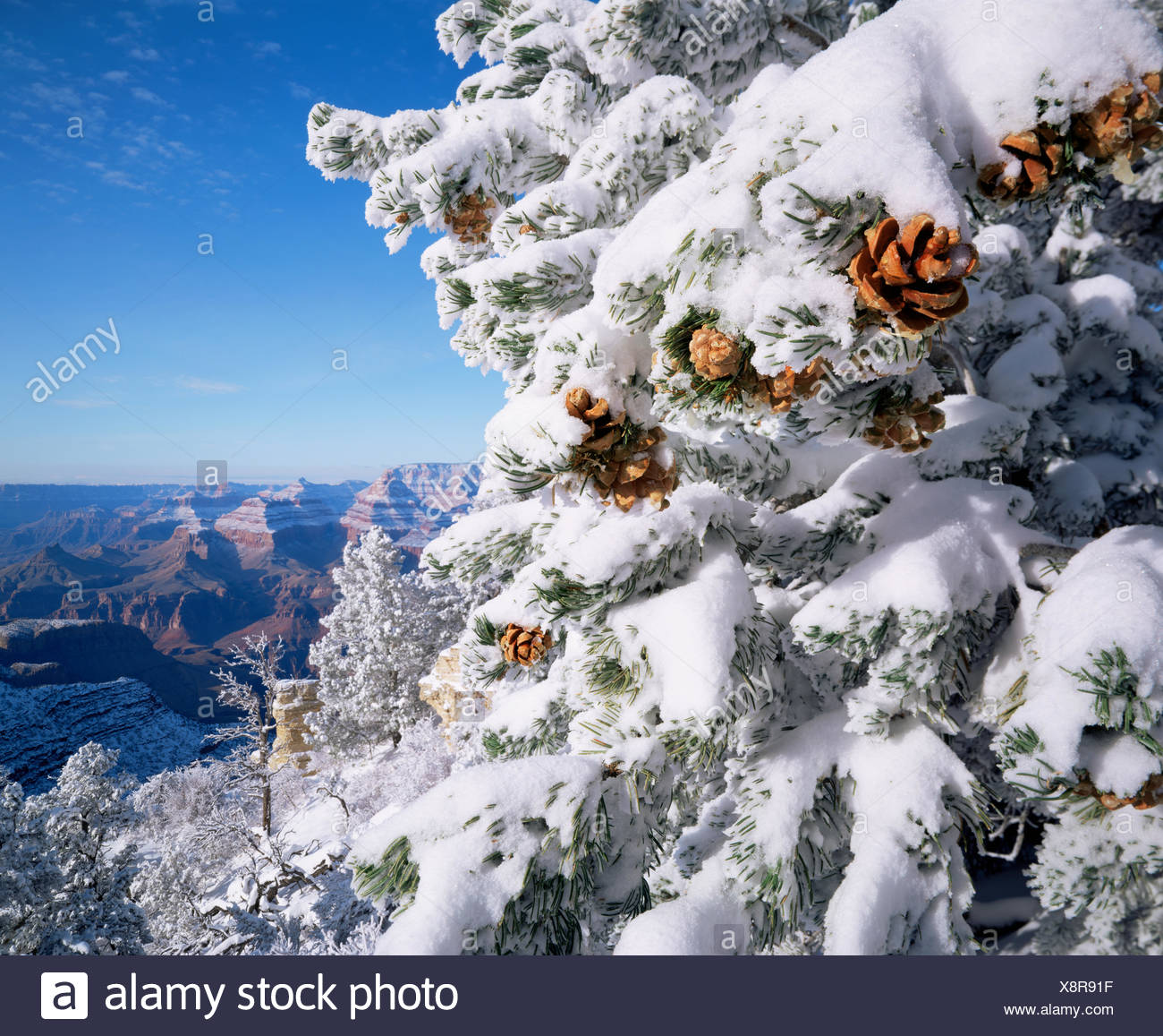 Pinyon Pine Cones High Resolution Stock Photography and Images - Alamy
