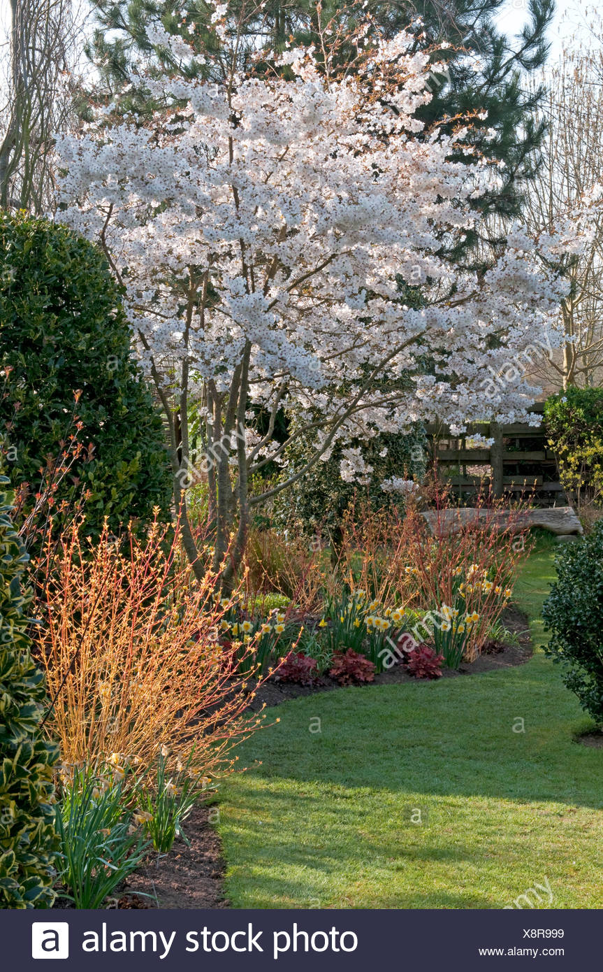 Prunus Incisa The Bride High Resolution Stock Photography and Images ...