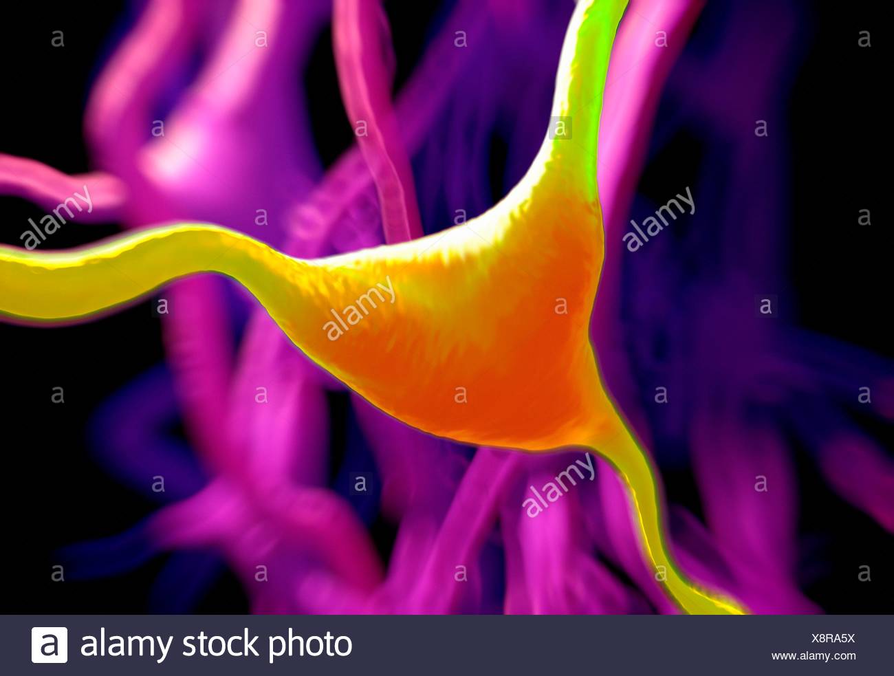Cerebral Cortex Neuron High Resolution Stock Photography and Images - Alamy