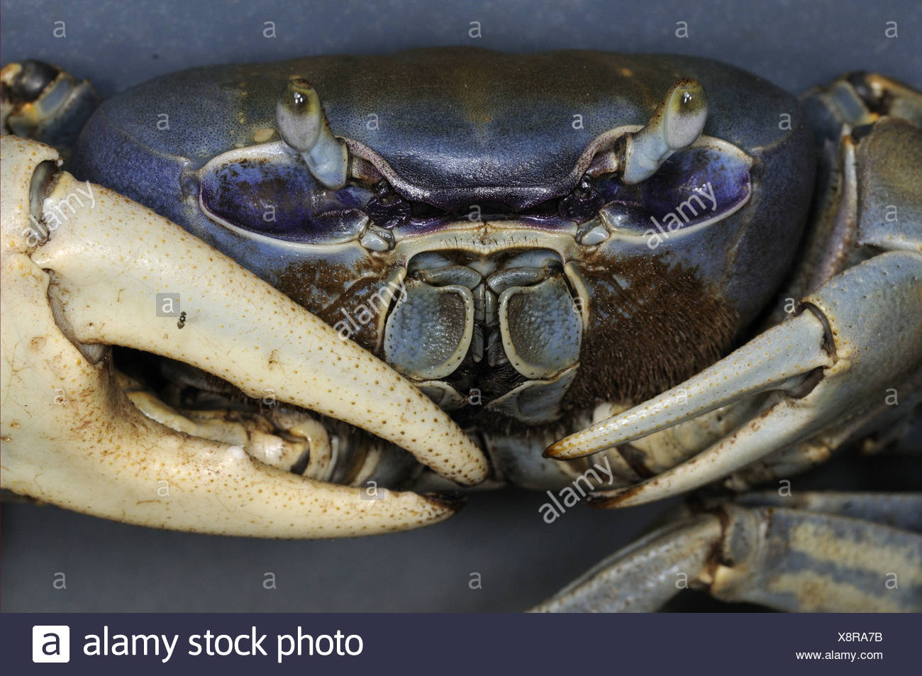 Cardisoma Stock Photos & Cardisoma Stock Images - Alamy