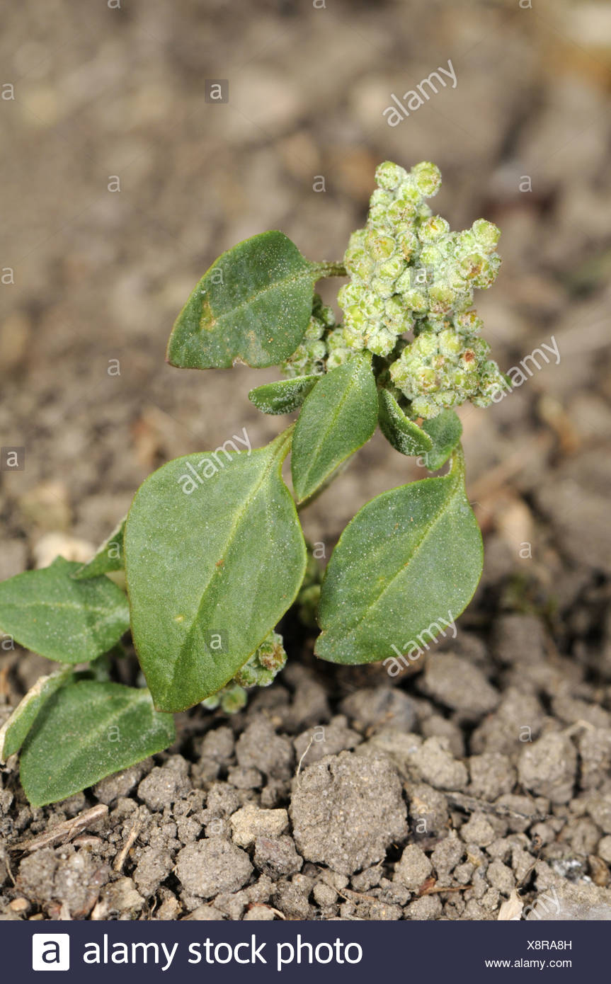 Stinking Goosefoot Chenopodium Vulvaria High Resolution Stock ...