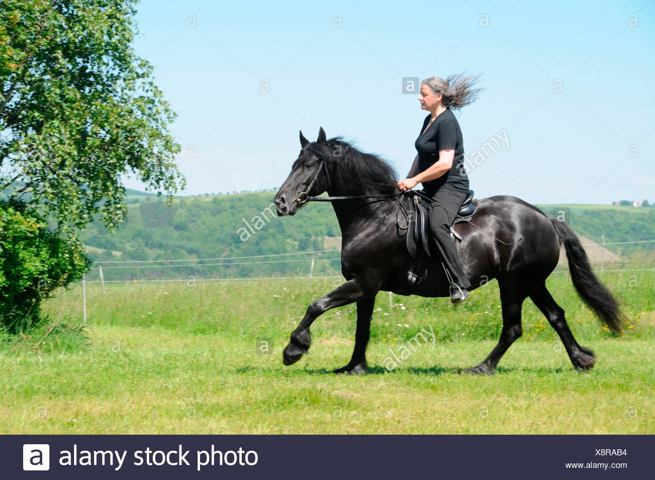 Friesian Horse High Resolution Stock Photography and Images - Alamy