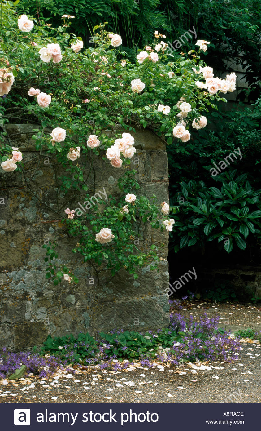Stone Wall Roses High Resolution Stock Photography and Images - Alamy