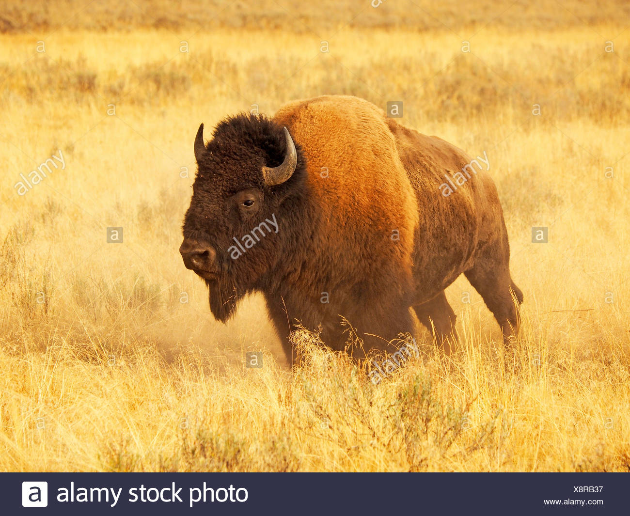 American Bison Bison Bison Walking High Resolution Stock Photography ...