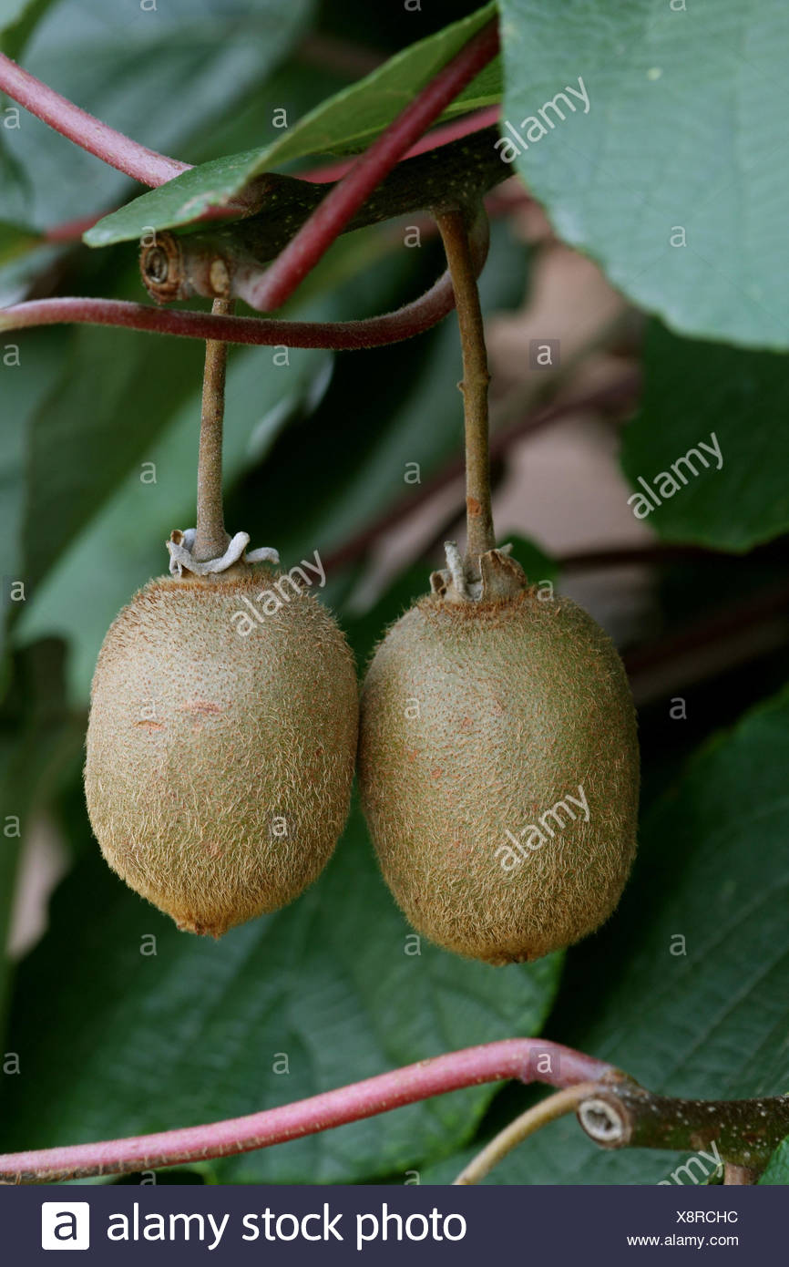 Kiwi Plant High Resolution Stock Photography and Images - Alamy
