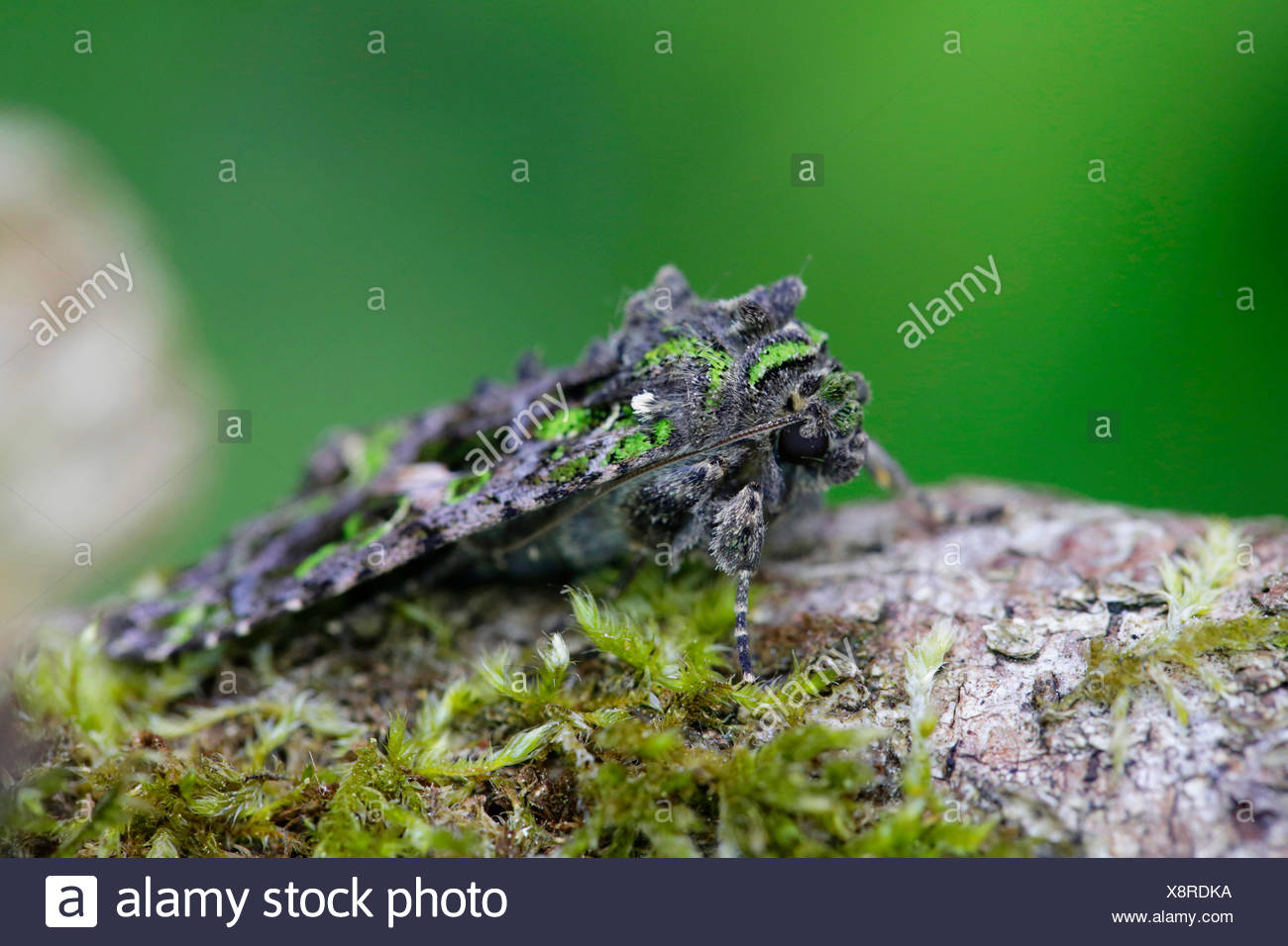 Orache Moths High Resolution Stock Photography and Images - Alamy