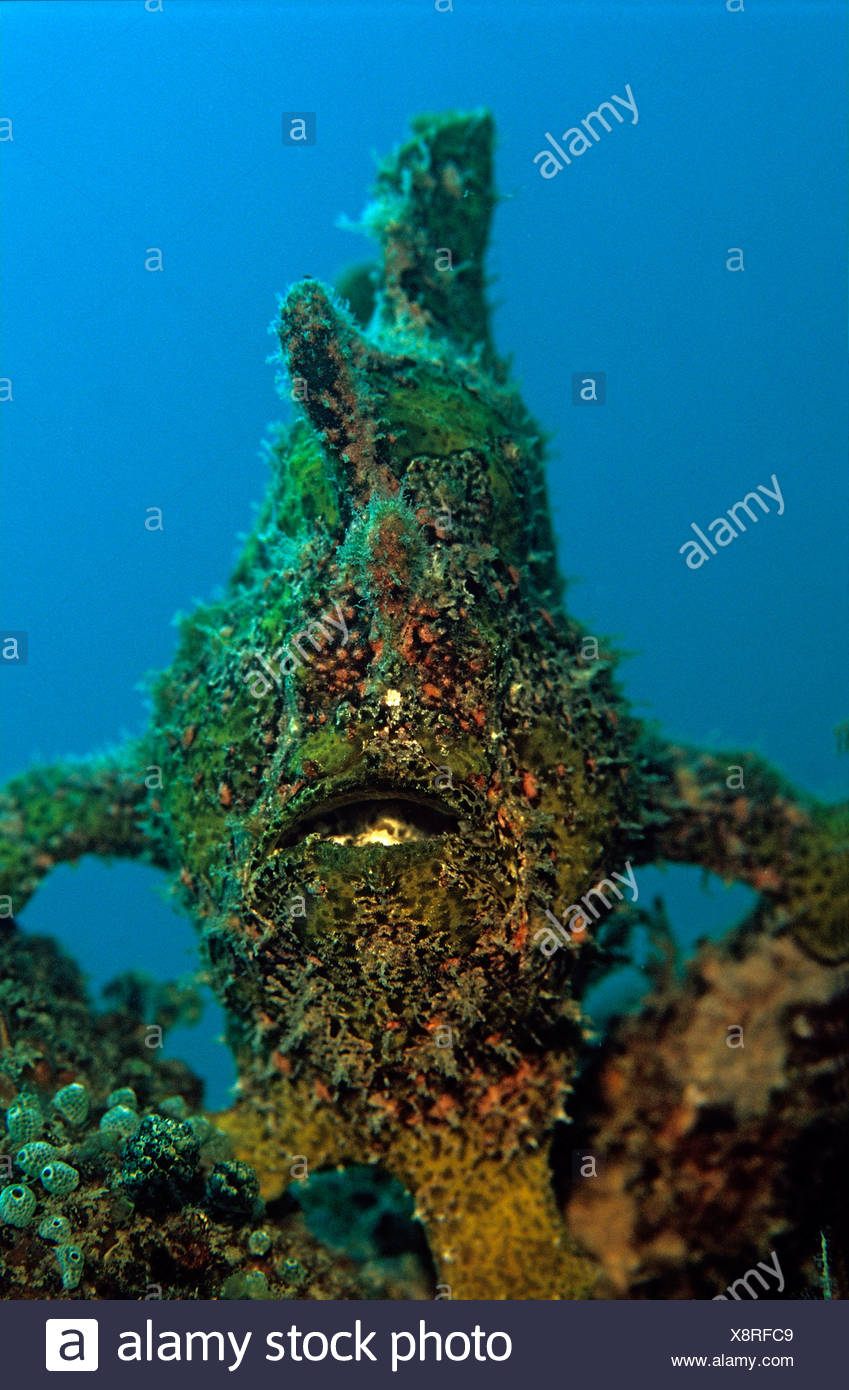 Giant Anglerfish High Resolution Stock Photography and Images - Alamy