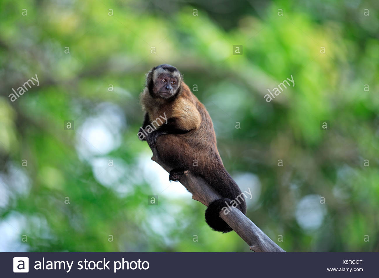 Olivaceus High Resolution Stock Photography and Images - Alamy