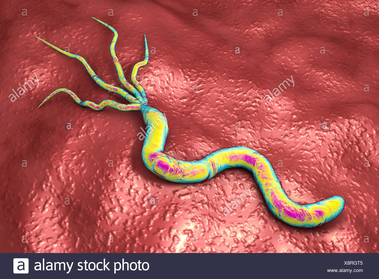 H Pylori Stock Photos & H Pylori Stock Images - Alamy