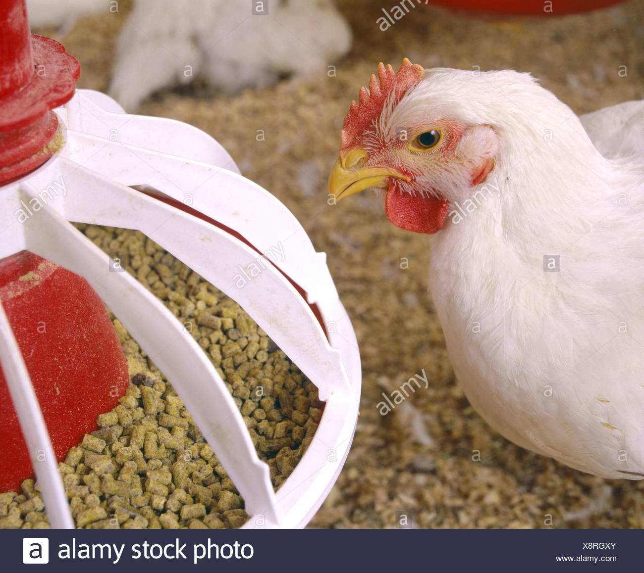 Hubbard Chicken High Resolution Stock Photography and Images - Alamy