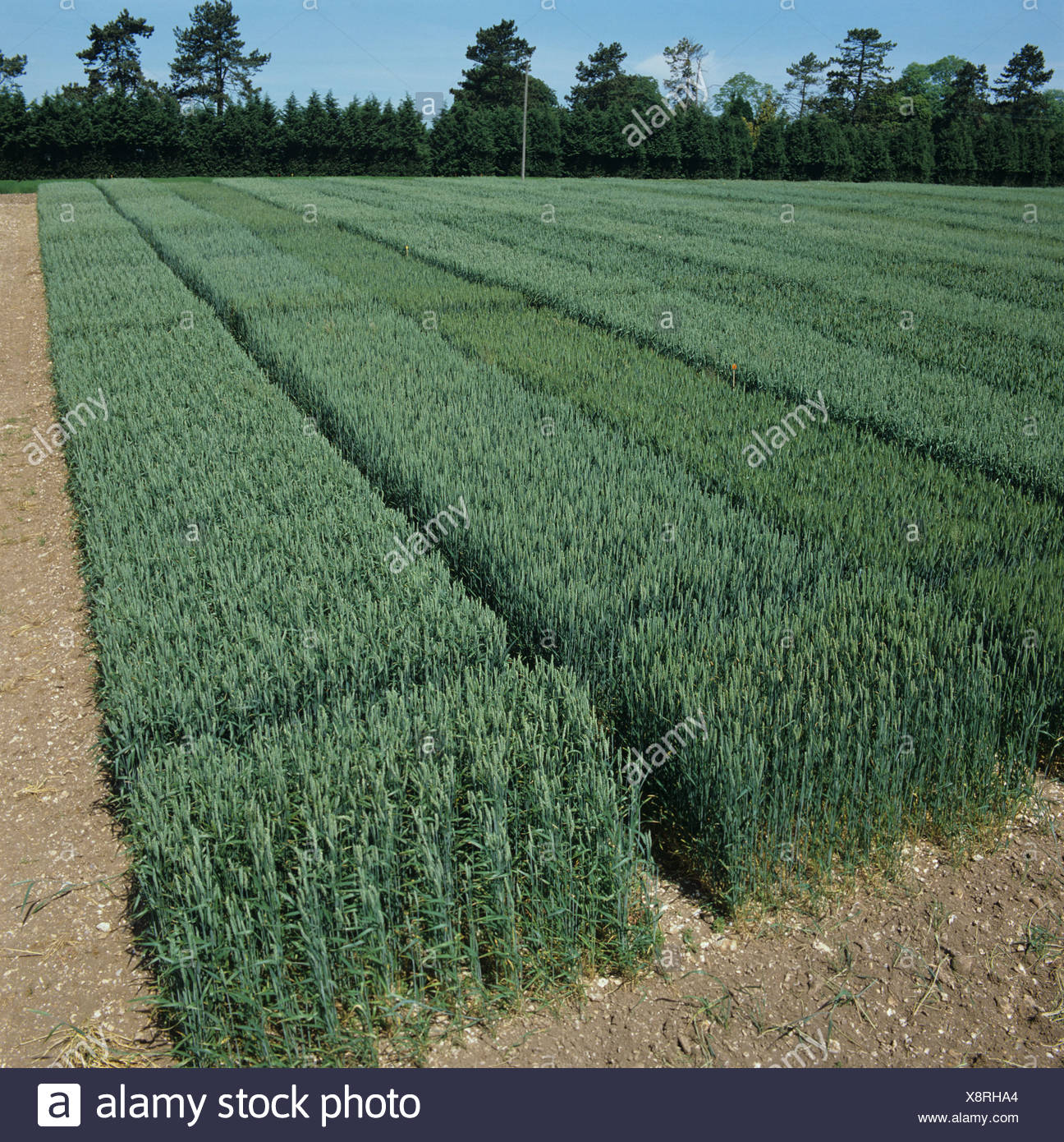 Field Trial Plots High Resolution Stock Photography and Images - Alamy