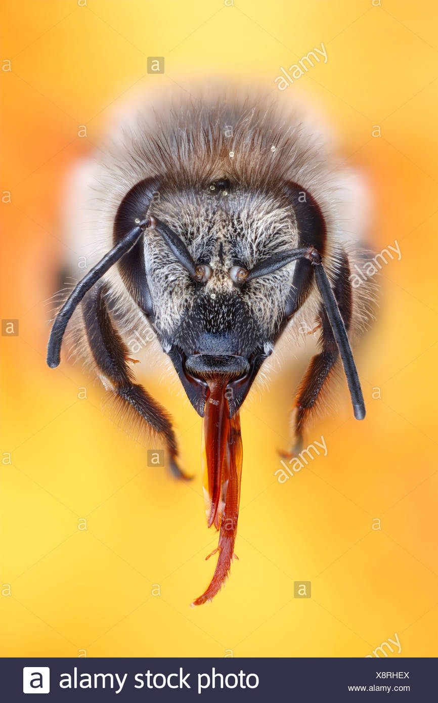 Head On View Of Bee High Resolution Stock Photography and Images - Alamy