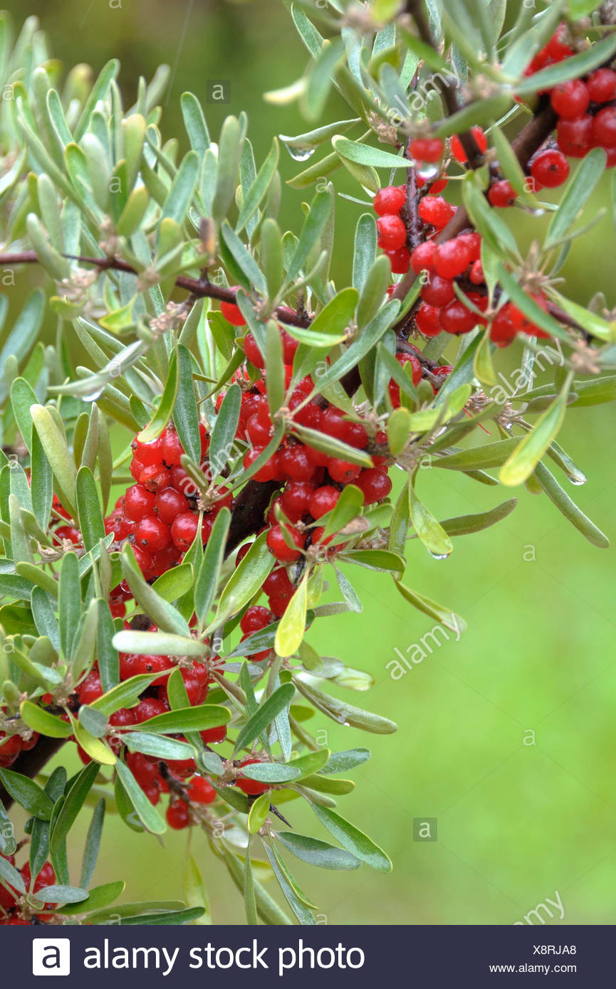 Buffaloberry High Resolution Stock Photography and Images - Alamy