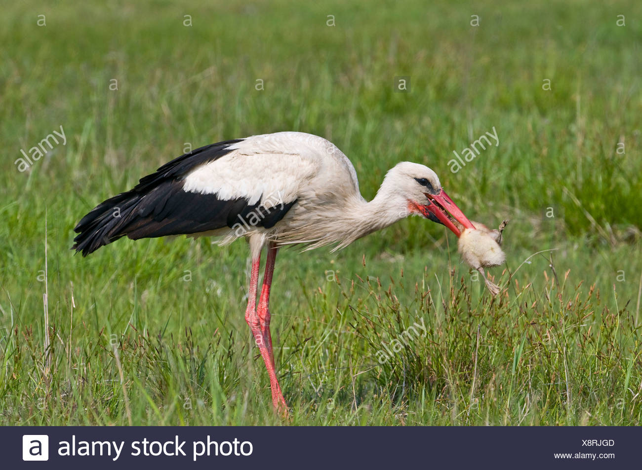 Frog Eats Storks Stock Photos & Frog Eats Storks Stock Images - Alamy