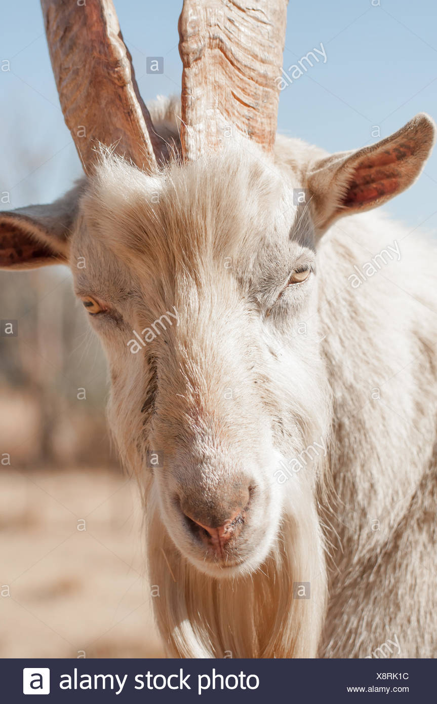Goat Up Close High Resolution Stock Photography and Images - Alamy