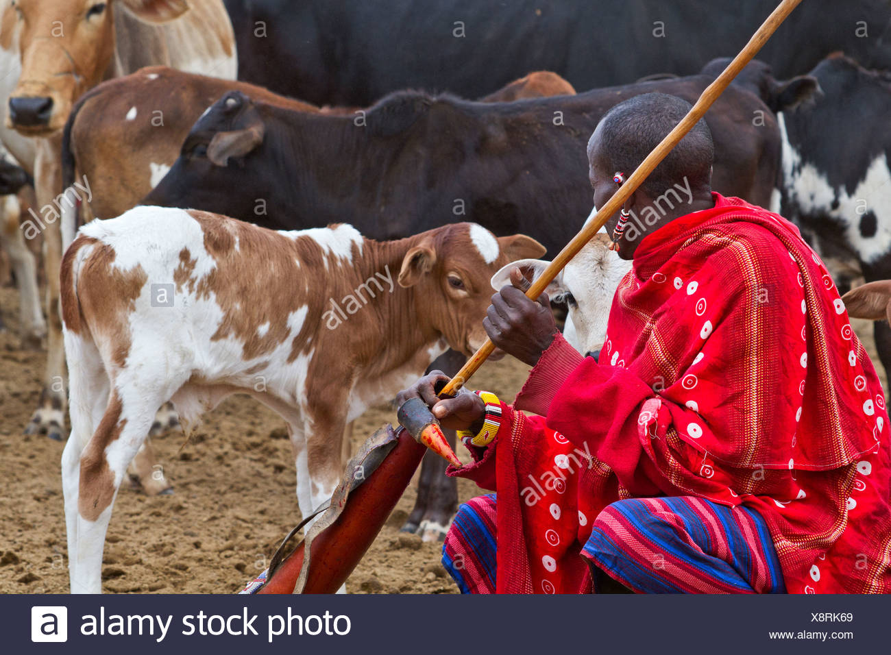 Cow Blood Drinking Stock Photos & Cow Blood Drinking Stock Images - Alamy