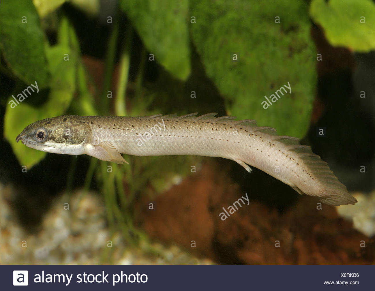 Polypterus Bichir High Resolution Stock Photography and Images - Alamy
