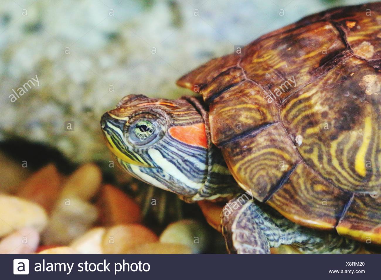 Slider Turtle Stock Photos & Slider Turtle Stock Images - Alamy