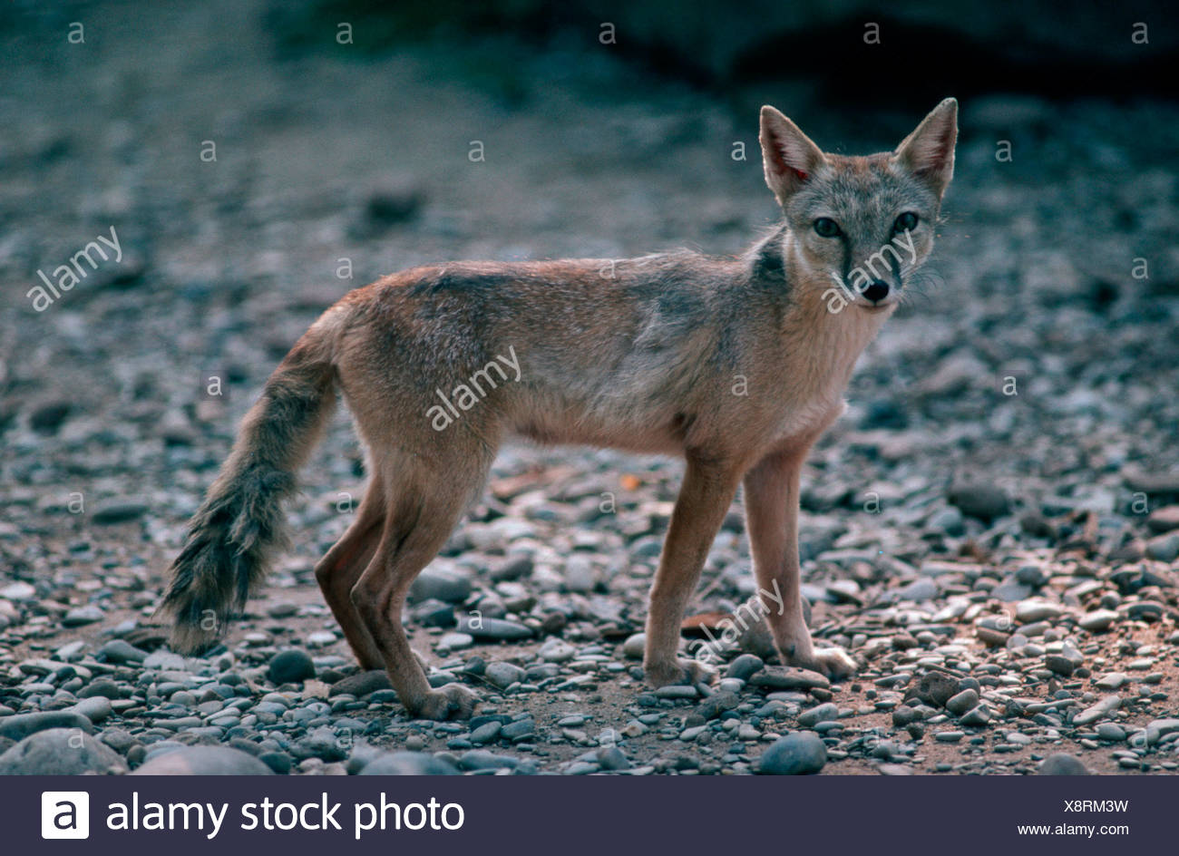 Steppe Fox High Resolution Stock Photography and Images - Alamy