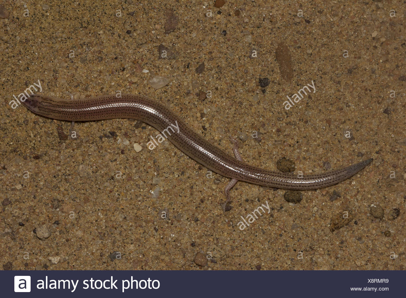 Sandfish High Resolution Stock Photography and Images - Alamy