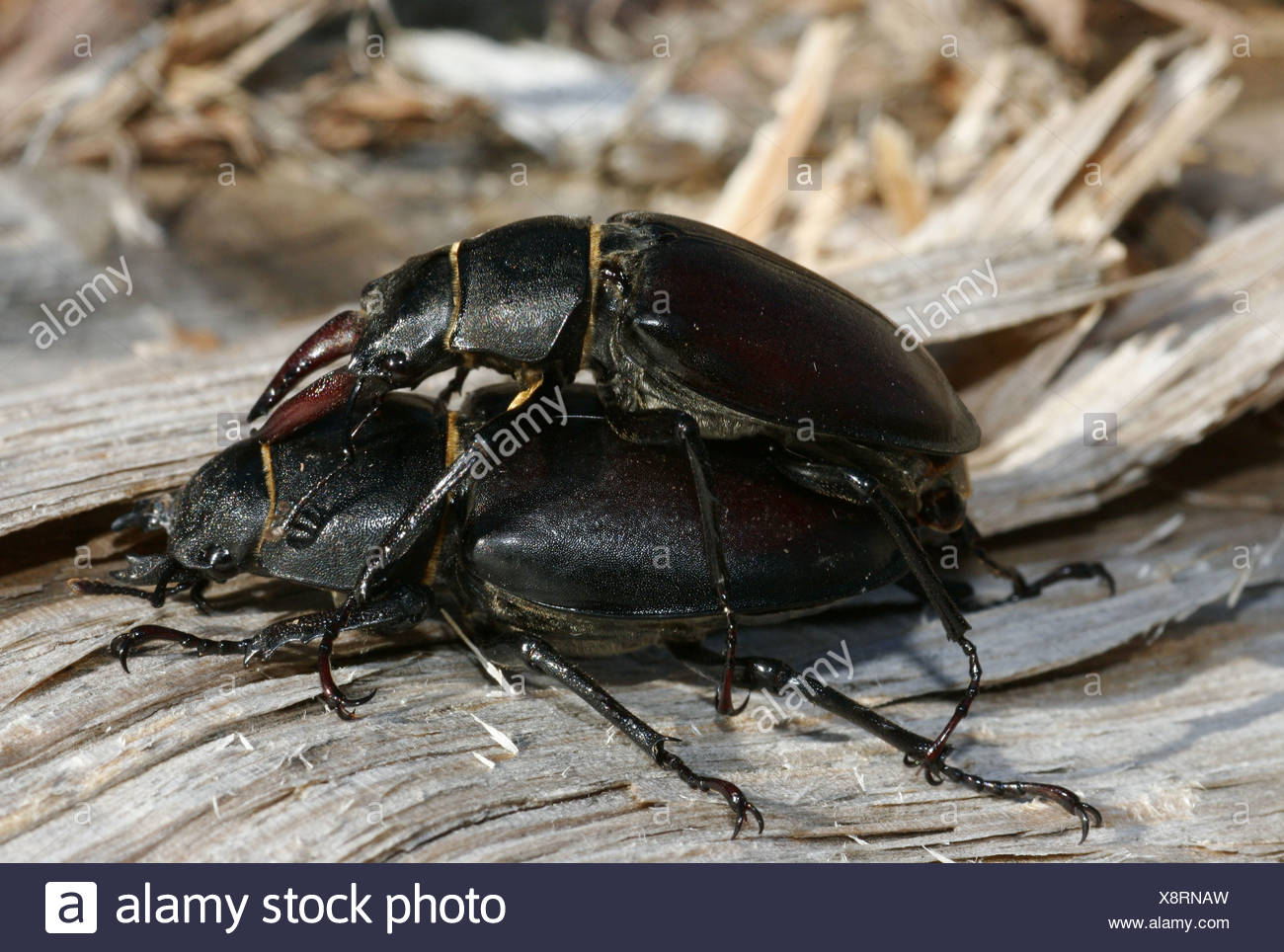Middle East Insects Stock Photos & Middle East Insects Stock Images - Alamy