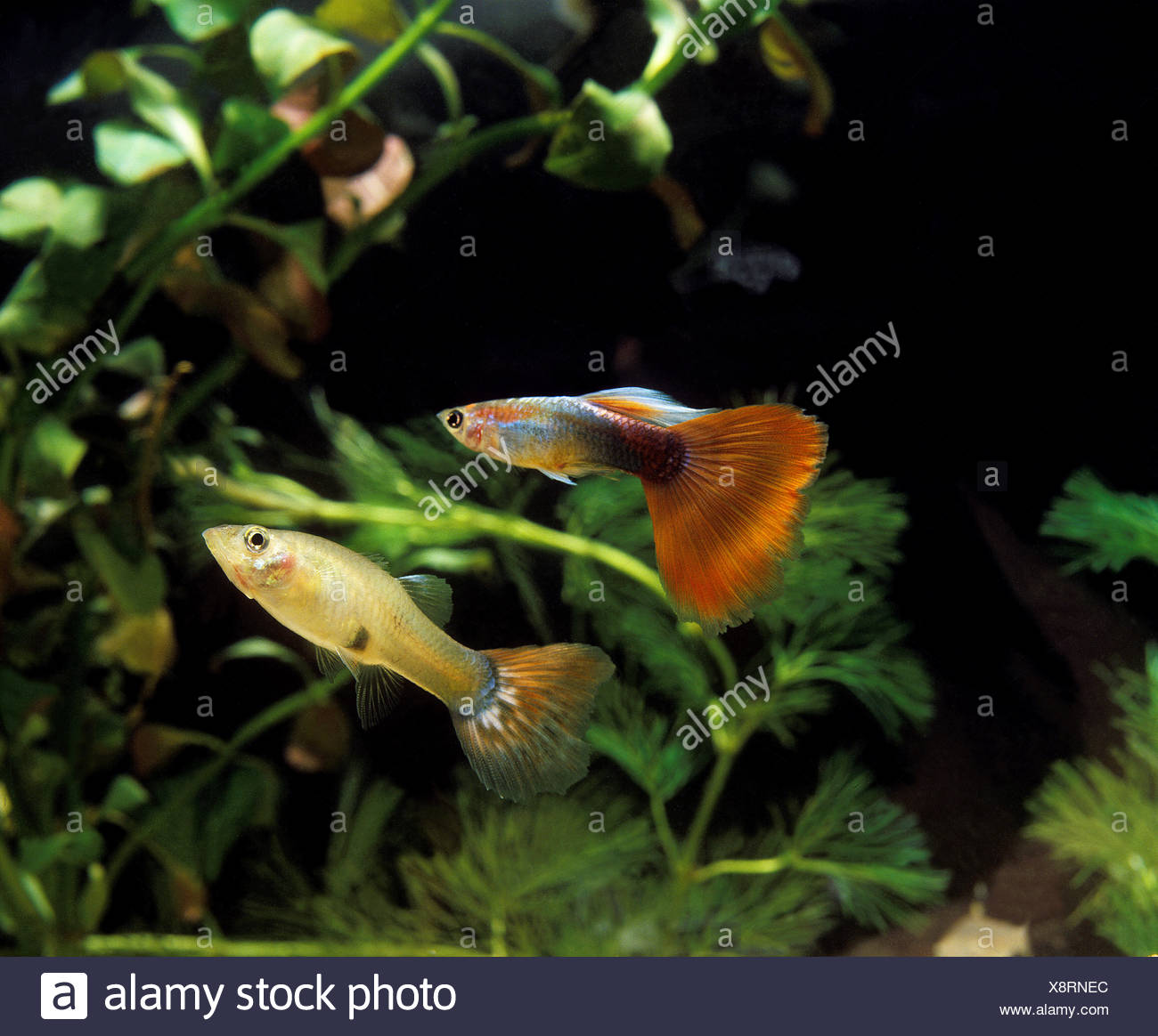 Poecilia Reticulata Female High Resolution Stock Photography and Images ...