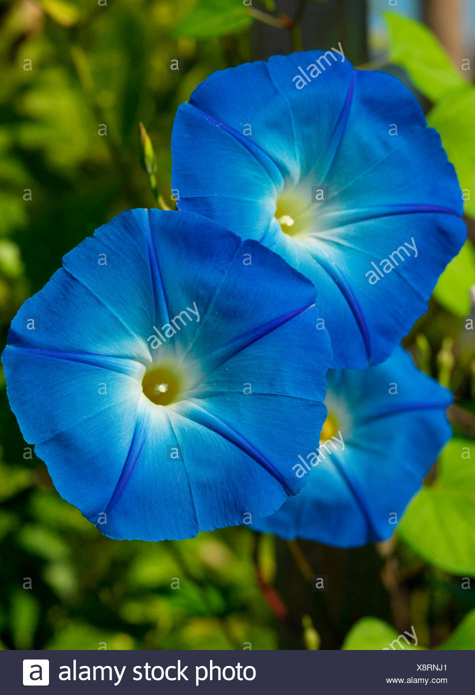 Convolvulus Blue Flowers Convolvulus High Resolution Stock Photography ...