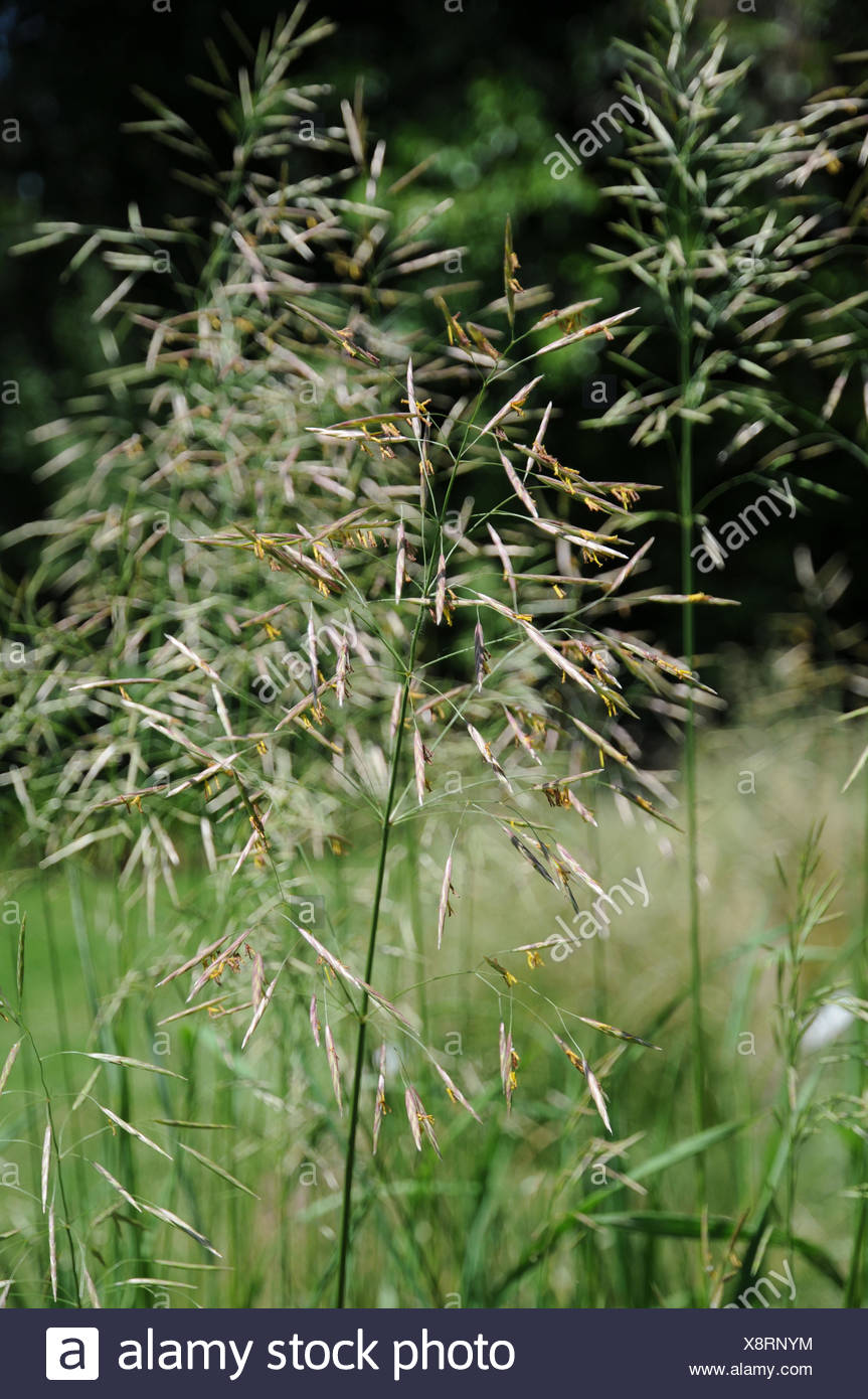 Bromus Inermis High Resolution Stock Photography and Images - Alamy