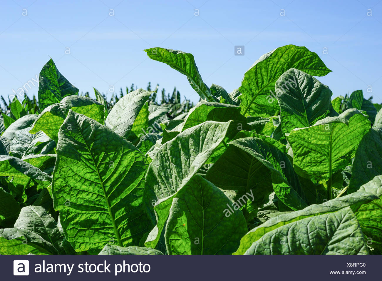 Chewing Tobacco Leaves Stock Photos & Chewing Tobacco Leaves Stock ...