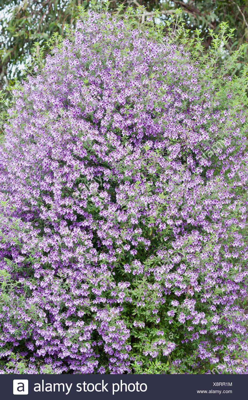 Prostanthera Stock Photos & Prostanthera Stock Images - Alamy