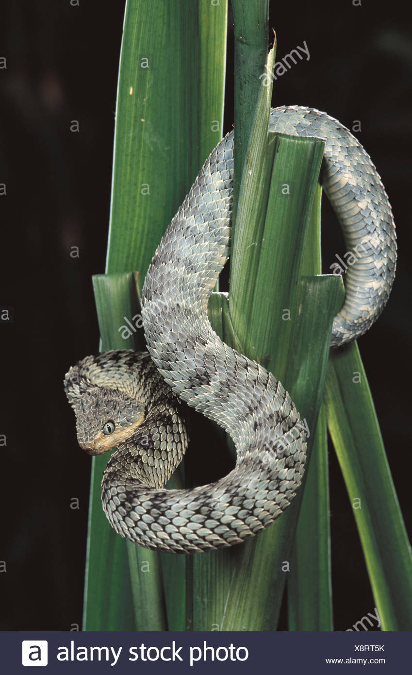 Bush Viper High Resolution Stock Photography and Images - Alamy