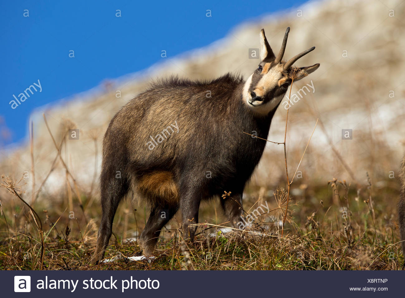 Male Chamois High Resolution Stock Photography and Images - Alamy