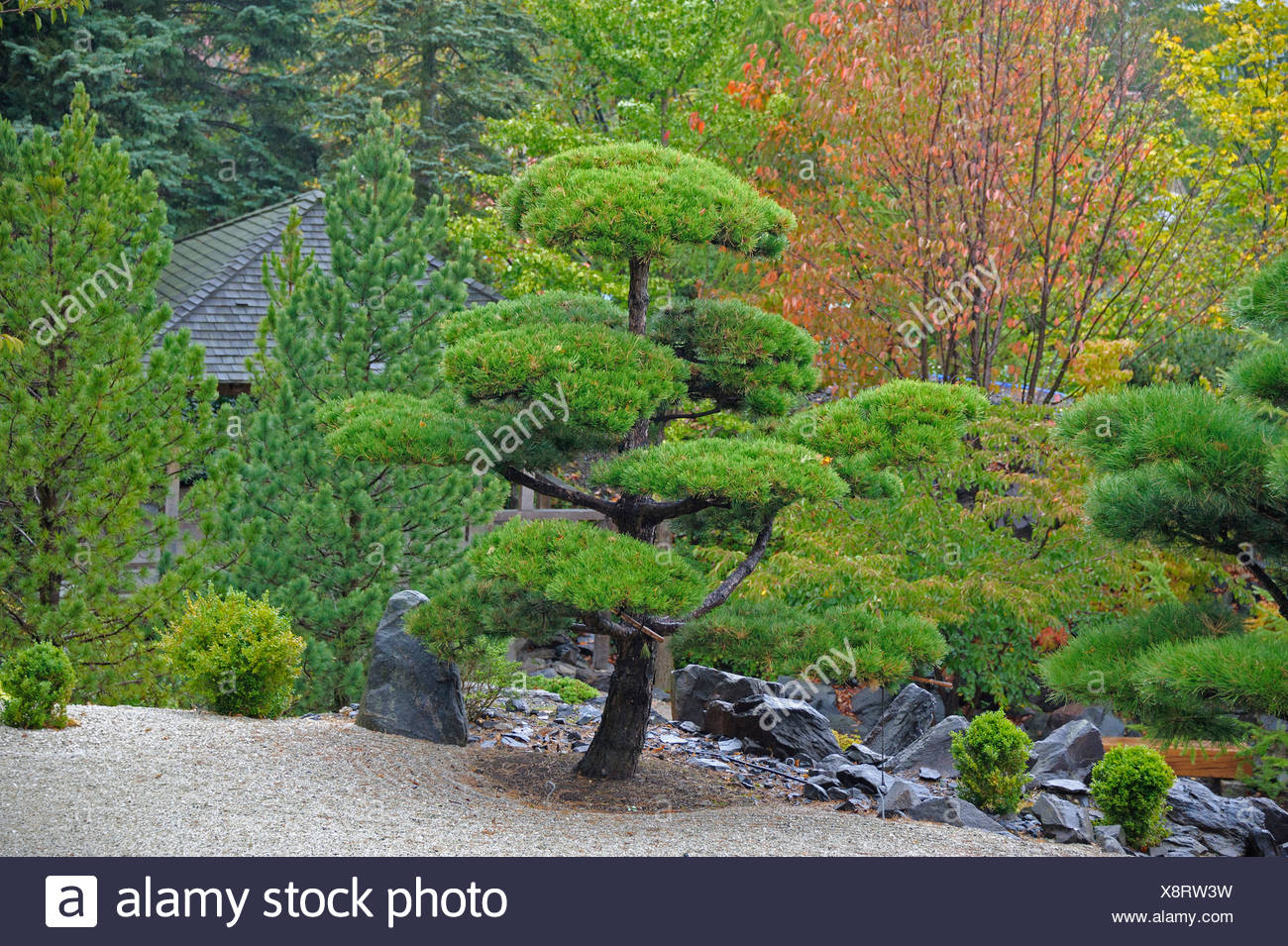 Shore Pine Pinus Contorta Contorta High Resolution Stock Photography ...