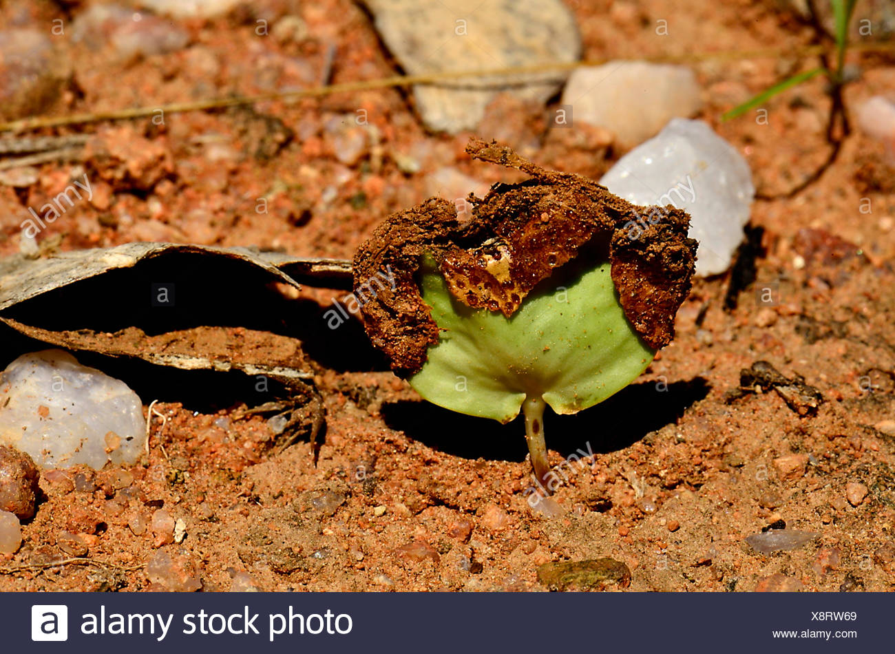 Colophospermum Mopane High Resolution Stock Photography and Images - Alamy