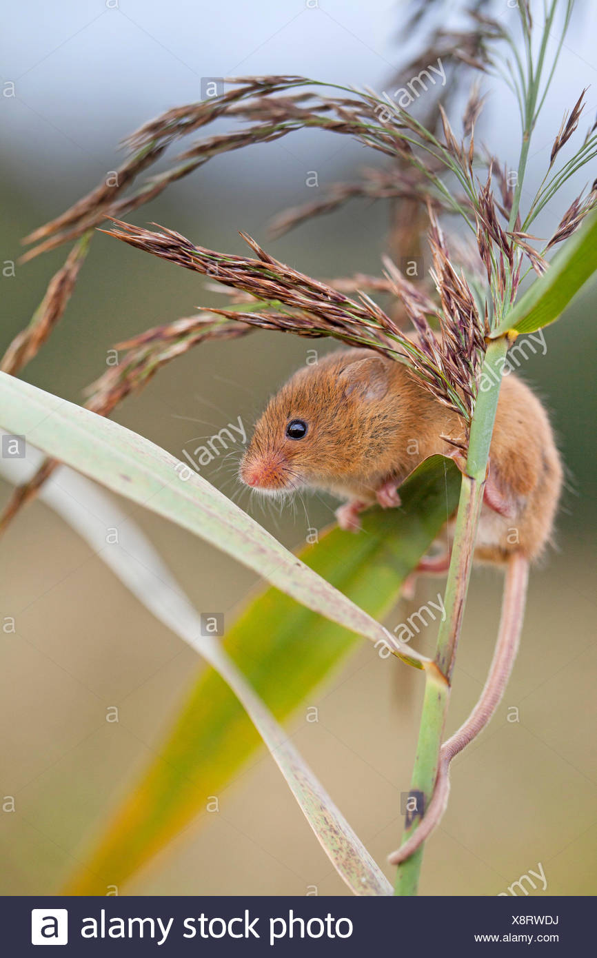 Autumn Mouse High Resolution Stock Photography and Images - Alamy