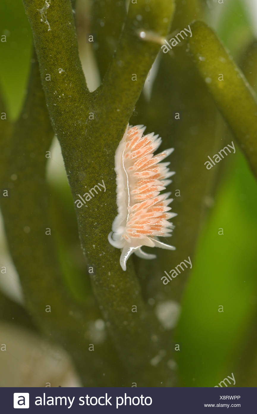 Coryphella High Resolution Stock Photography and Images - Alamy