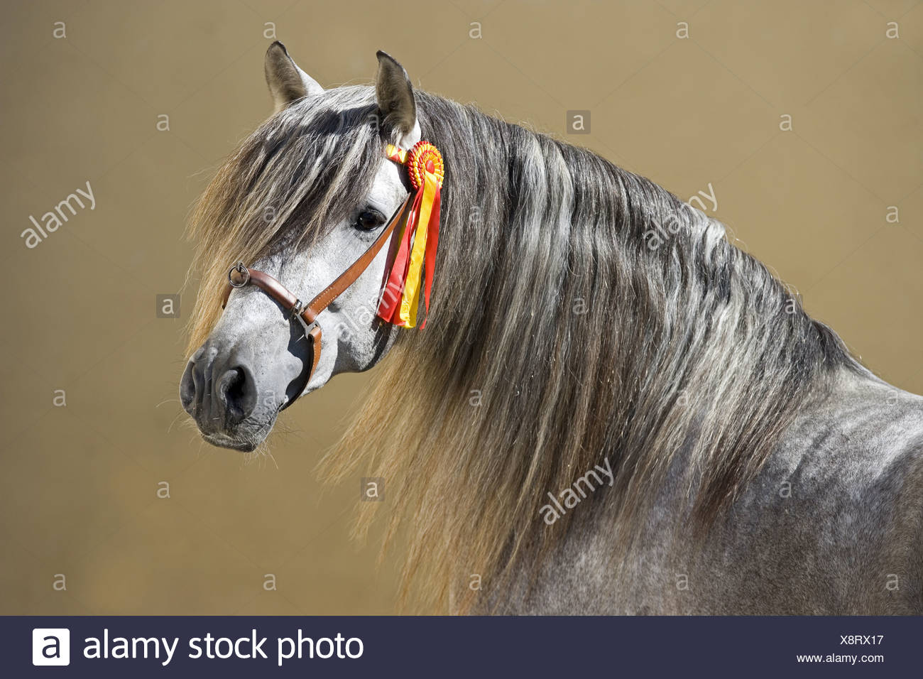 Pure Animals High Resolution Stock Photography and Images - Alamy