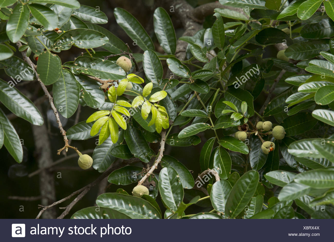 African Mahogany Tree Stock Photos & African Mahogany Tree Stock Images ...