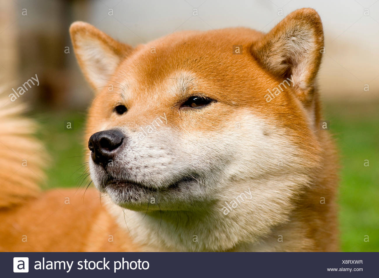 Shiba Inu High Resolution Stock Photography and Images - Alamy