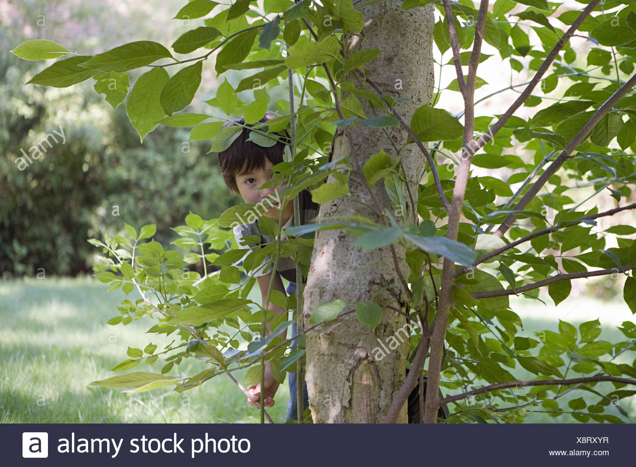 Person Hiding Behind A Tree High Resolution Stock Photography and ...