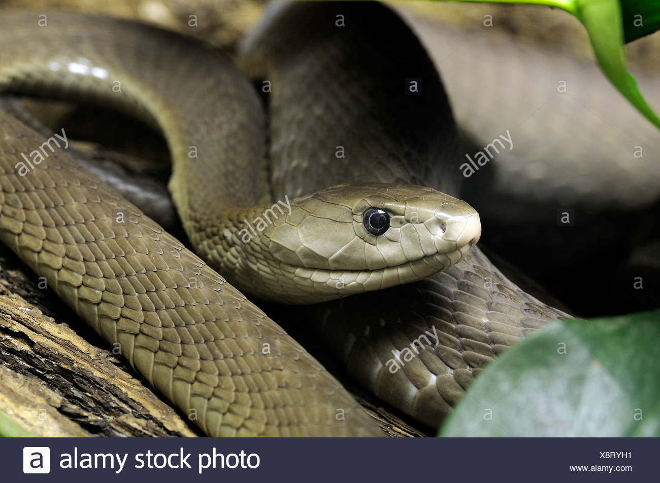 Black Mamba Snake Africa High Resolution Stock Photography and Images ...