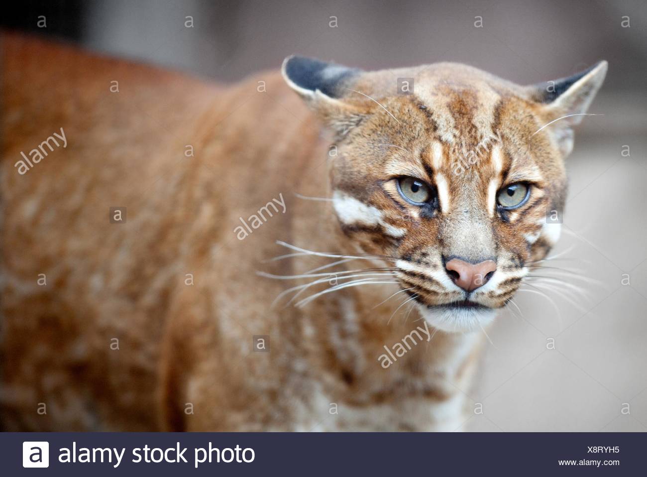 Asiatic Golden Cat High Resolution Stock Photography and Images - Alamy