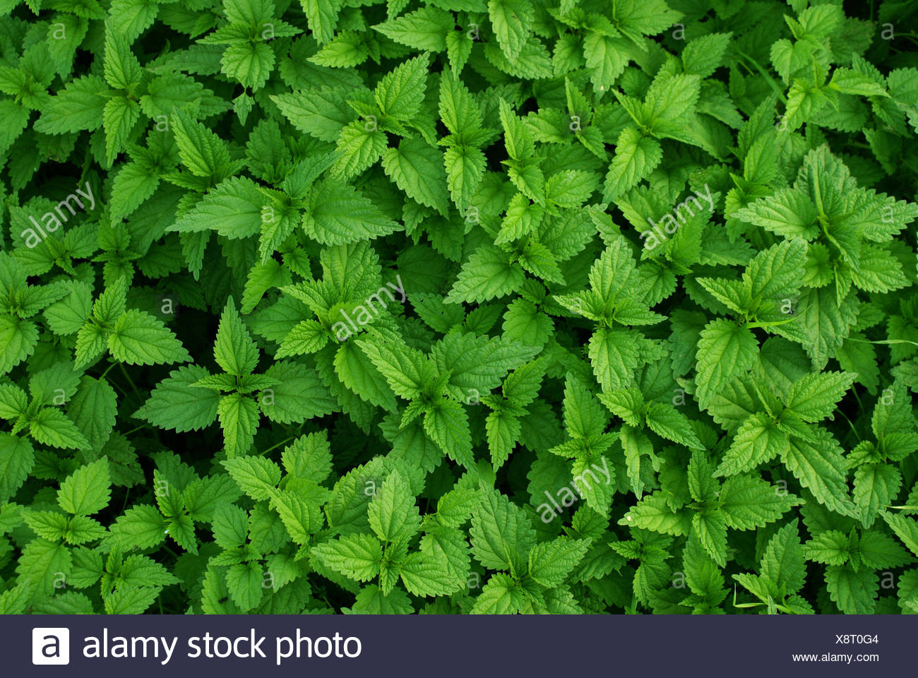Nettle Poison High Resolution Stock Photography and Images - Alamy