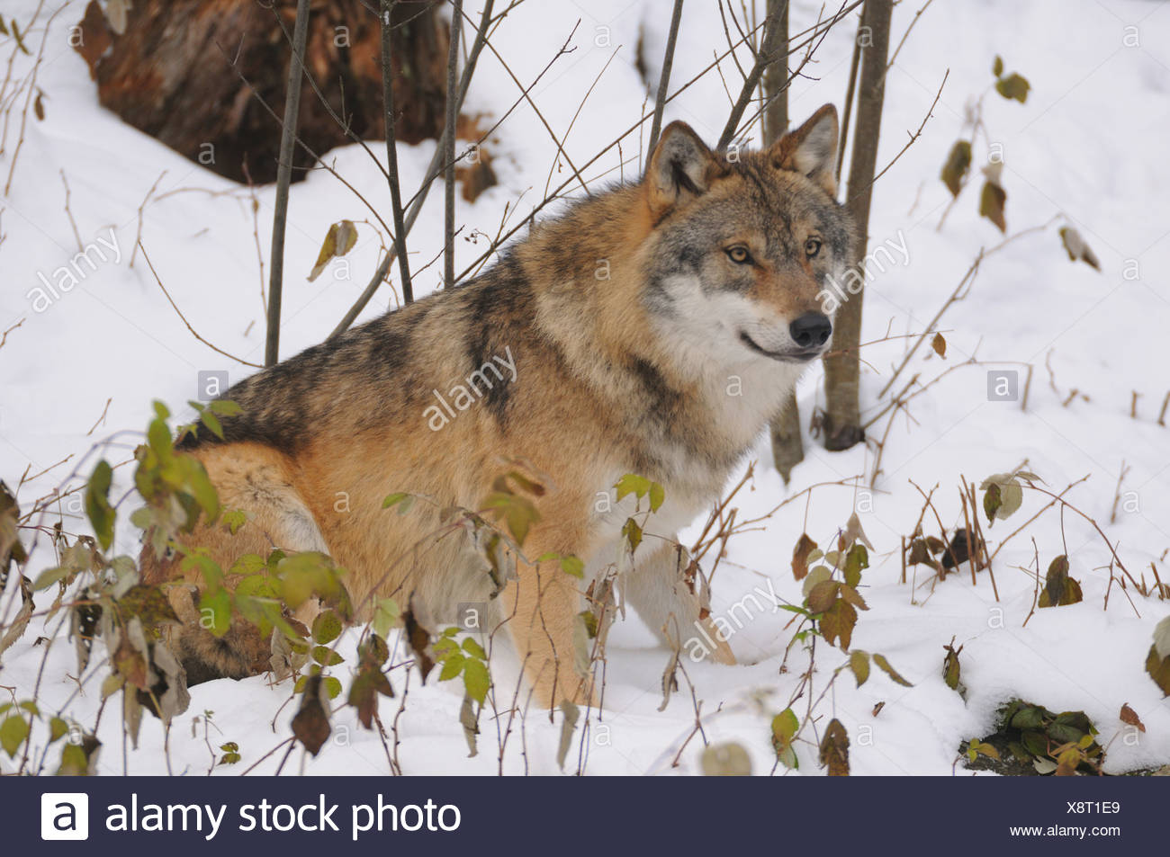 Wolf Sitting High Resolution Stock Photography and Images - Alamy