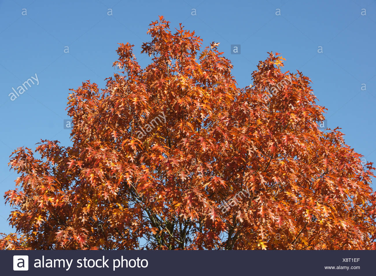 Amerikanische Roteiche Stock Photos & Amerikanische Roteiche Stock ...