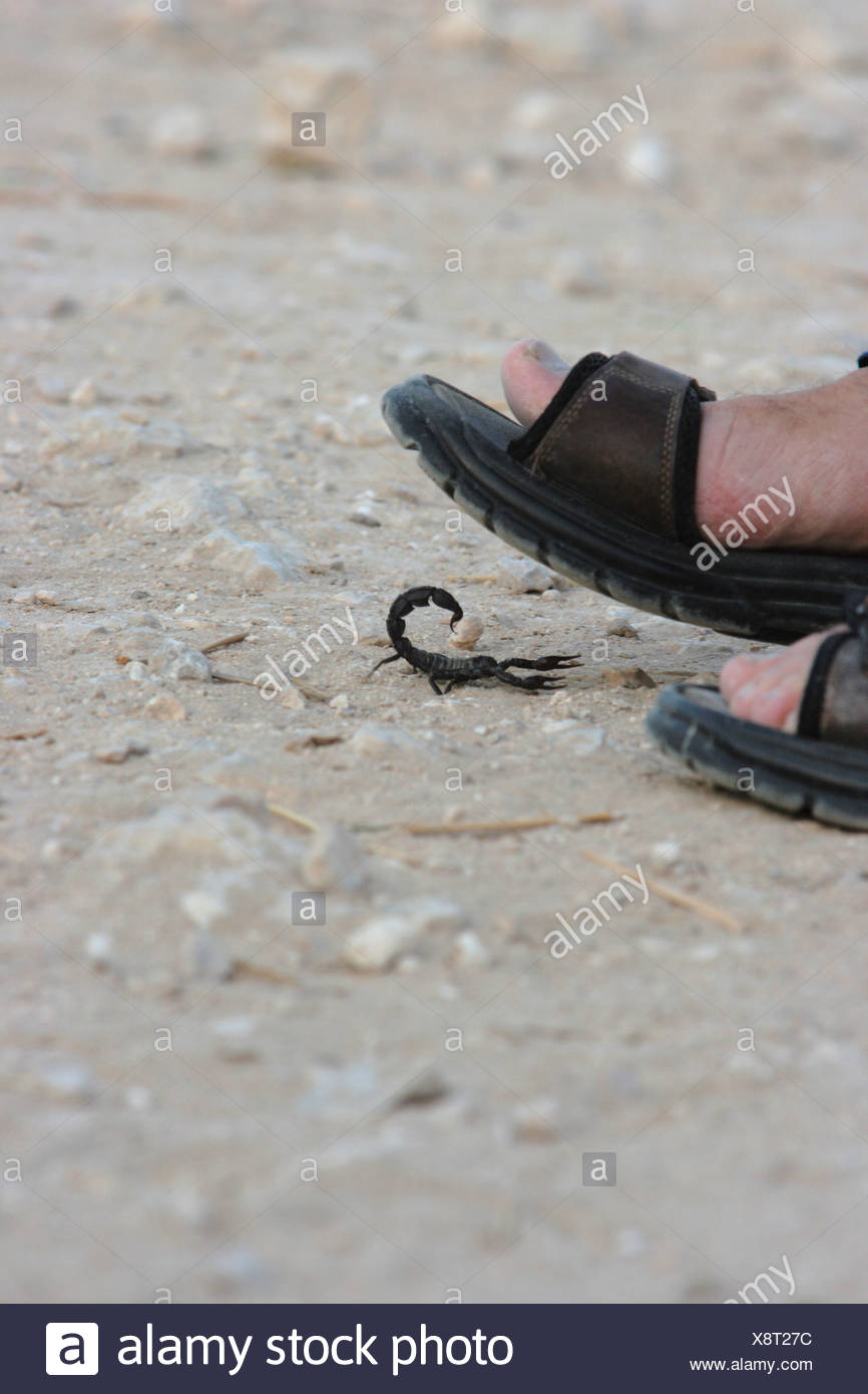 Fat Tailed Scorpions High Resolution Stock Photography and Images - Alamy