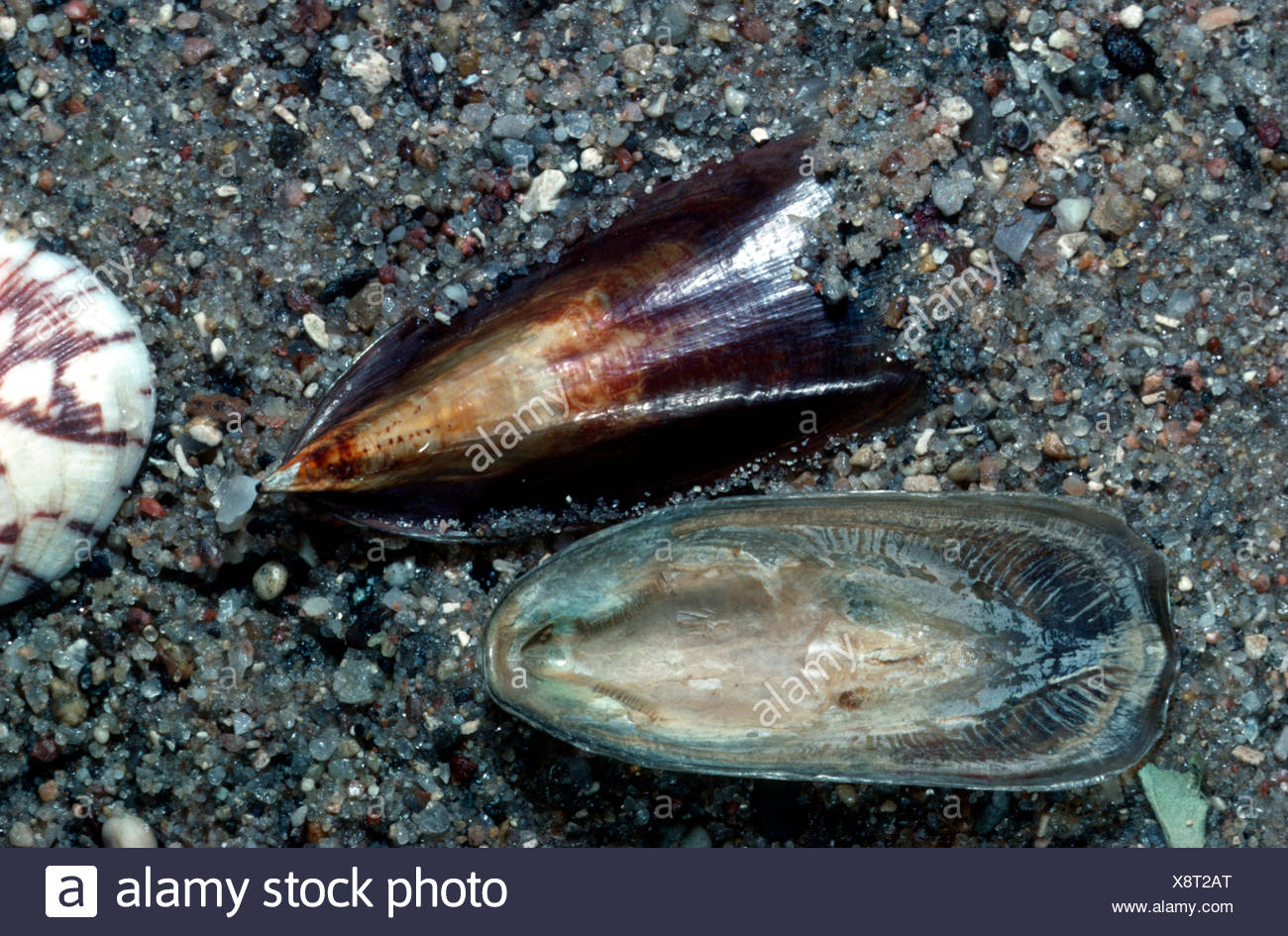Brachiopod Shell High Resolution Stock Photography and Images - Alamy